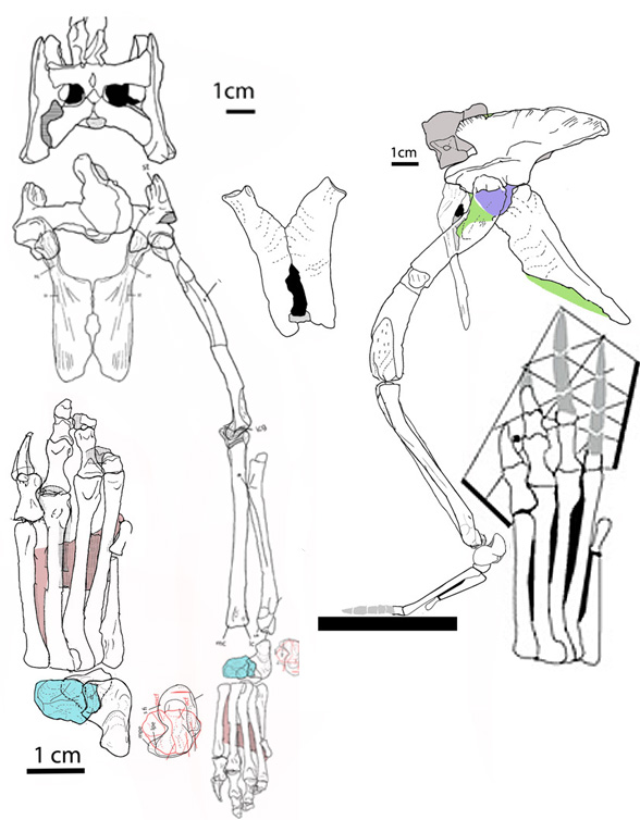 PVL 4597 basal archosaur