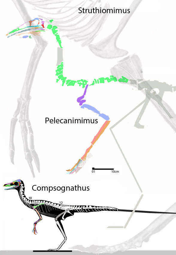 Pelecanimimus, Struthiomimus and Gallimimus