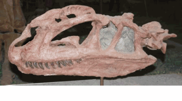 Sinosaurus and Monolophosaurus