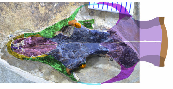 Coendou, Maiopatagium