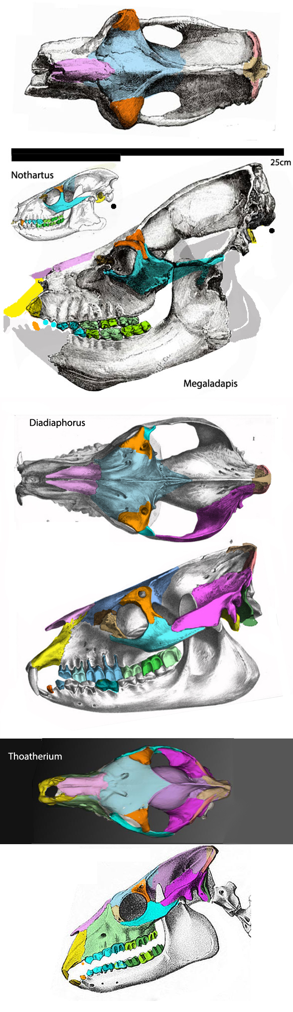 Agriochoerus latifrons, Ectocion ralstonensis, Megaladapis, Maganadapis ...