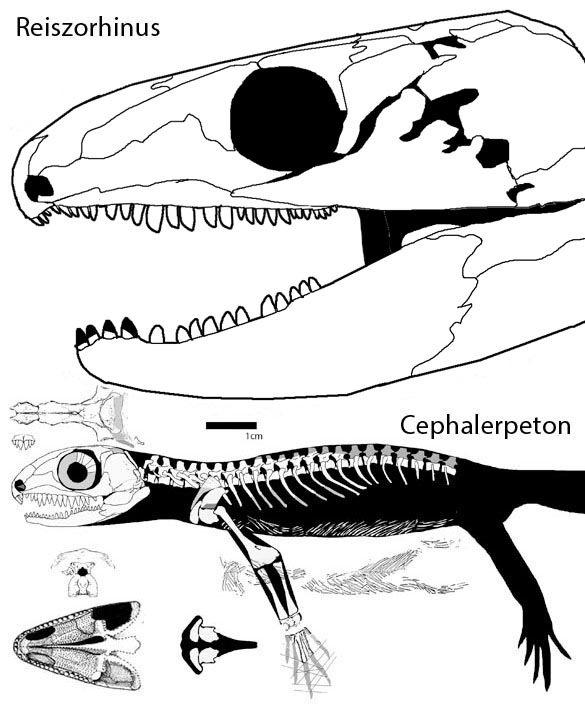Cephalerpeton