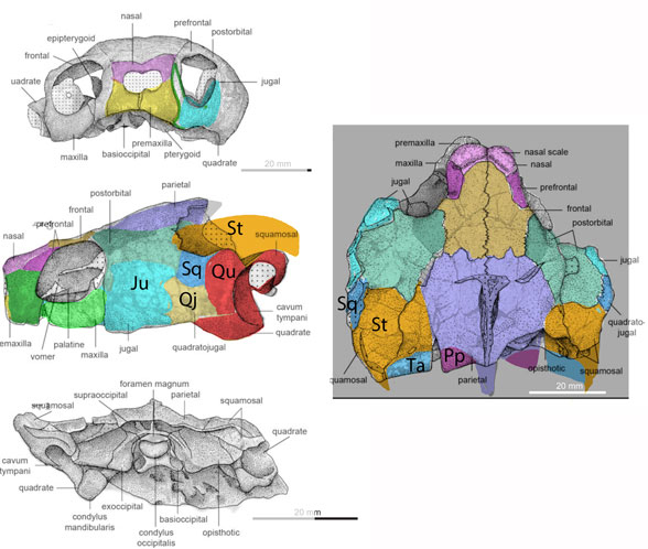 Kayentachelys, Mongolochelys and Chubutemys