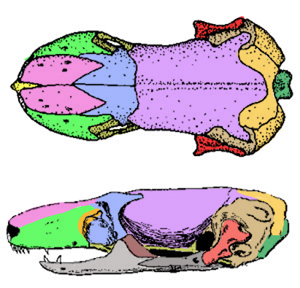Spathorhynchus and Dibamus