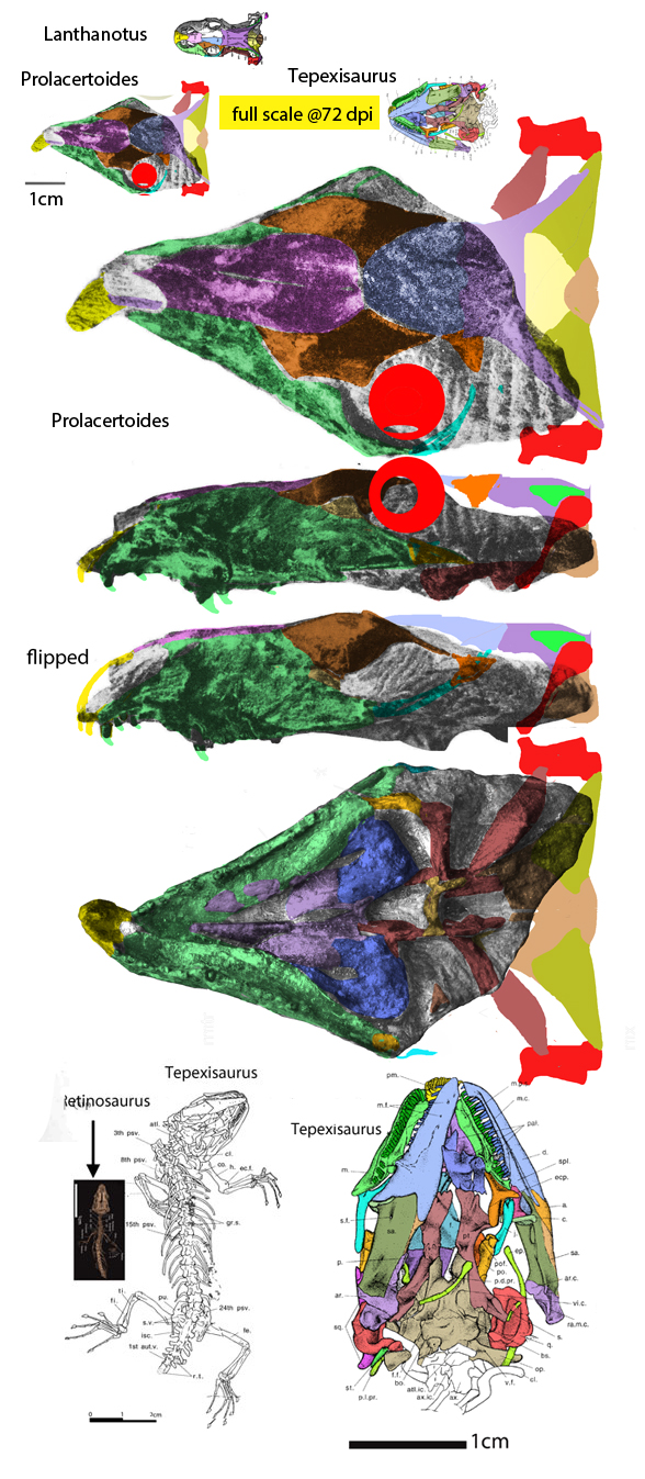 Lanthanotus, Prolacertoides and Tepexia