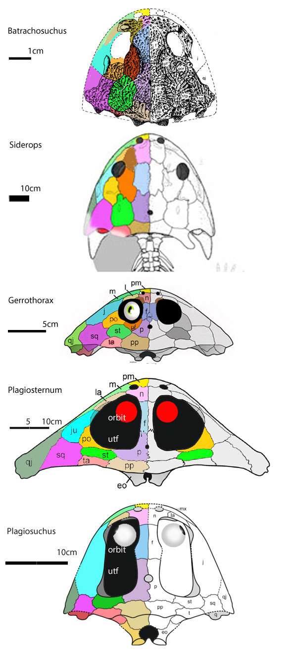 Ninumbeehan, Rileymillerus, Dvinosaurus, Acroplous, Perryella ...
