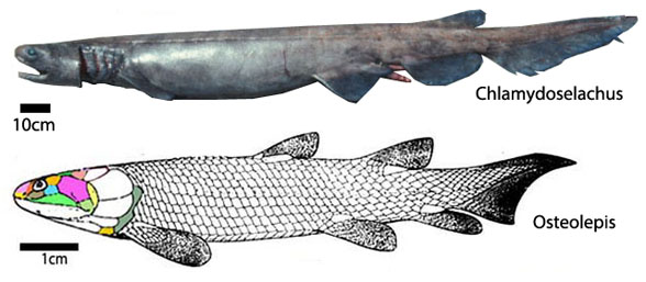 Chlamydoselachus, Sphyrna and Isurus