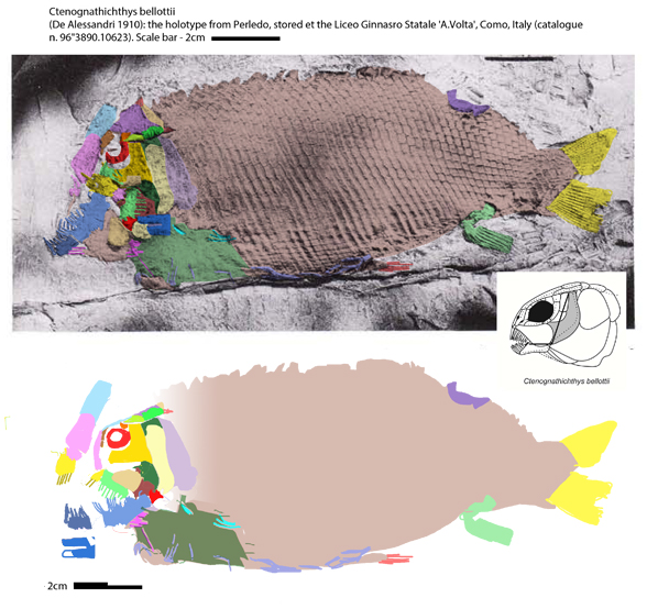 Cheiracanthus, Nerepisacanthus, Boreosomus, Feroxichthys ...