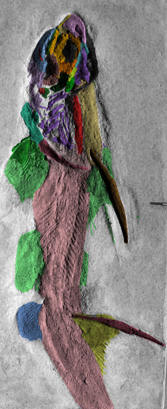 Hybodus