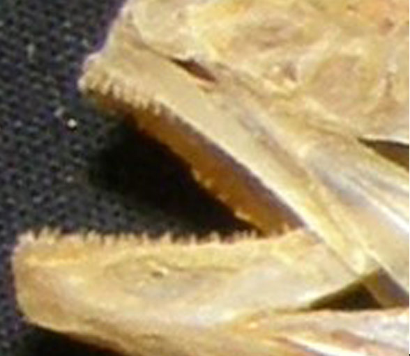 Lates, Zeus, Perca and Sphenocephalus