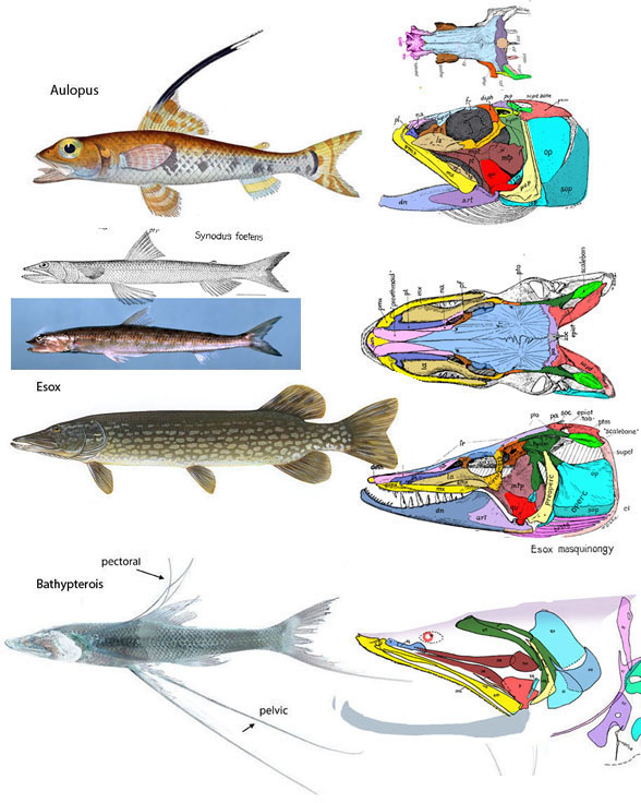 Elops, Cetostoma, Bathypterois, Aulopus and Eurycormus