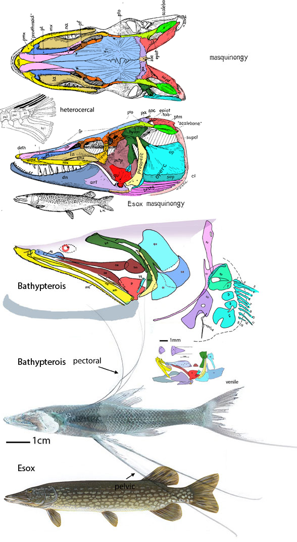 Rachycentron, Esox, Bathypterois and Ductor