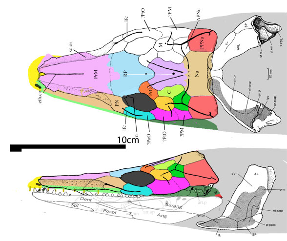 Brindabellaspis, Elpistostege, Tiktaalik, Spathicephalus and Koilops