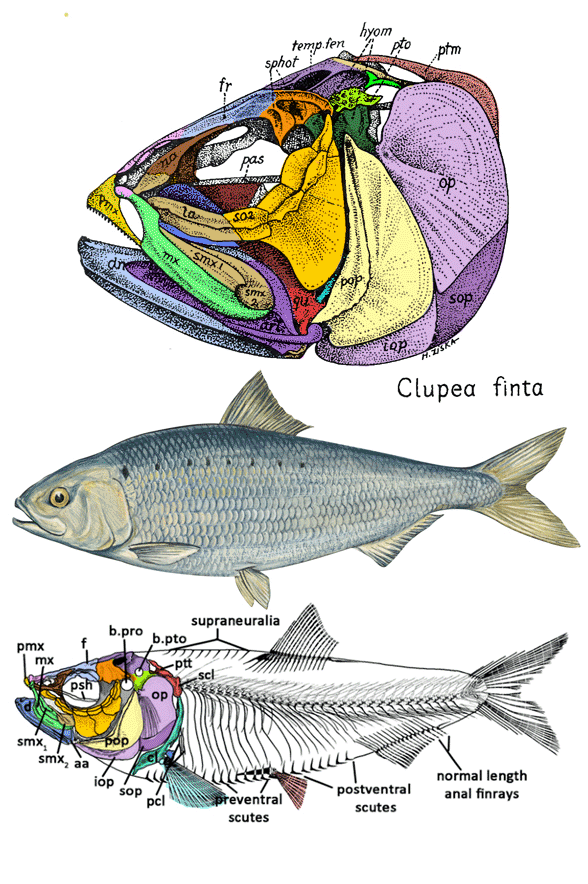 Clupea, , Palaeoniscum freieslebeni and Anoplogaster