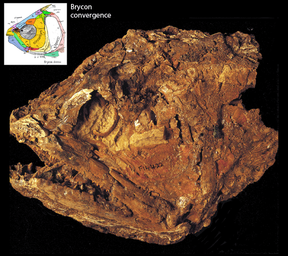 Xiphactinus, Cooyoo, Prosaurodon, Hydrolycus, Chirocentrus and Portheus