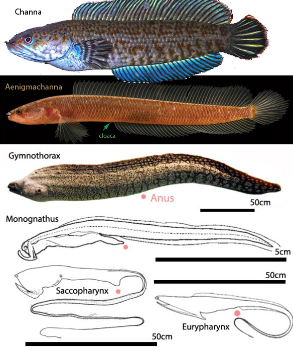 Gregorius, Harpagofututor, Edestus, Gymnothorax and Eurypharynx