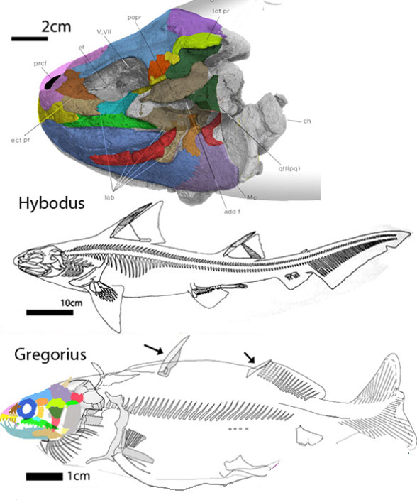 Gregorius, Chondrenchelys, Heteropetalus, Harpagofututor and Edestus