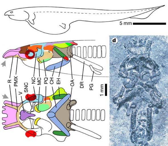 Tetronarce (Torpedo)=, Palaeospondylus and Aquilolamna