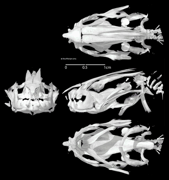 Protopterus, Neoceratodus, Dipterus, Howidipterus and Dipnorhynchus