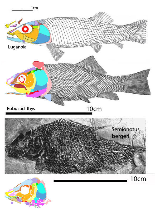 Synodontis and Hoplosternum