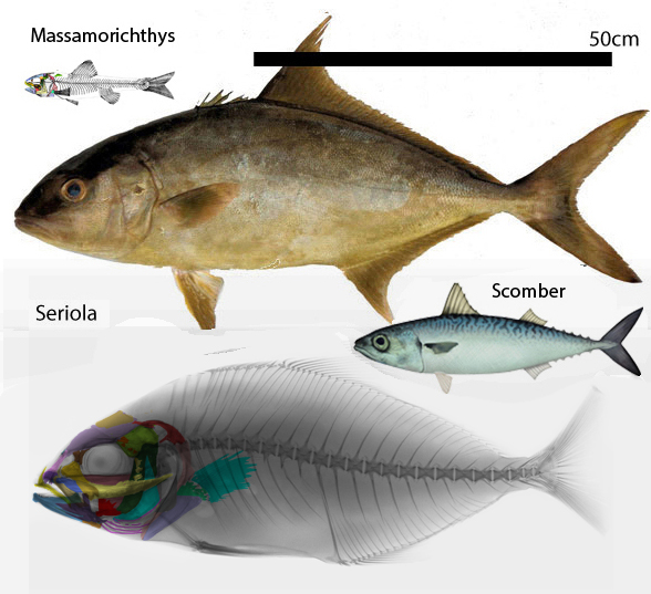 Chatoessus and Seriola